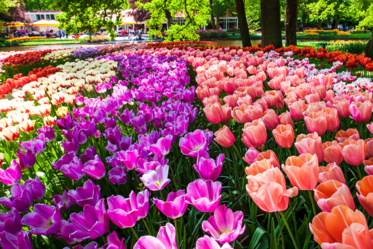 Blooming Beauty: A Guide to the Enchanting World of Flowers - Soex Flora